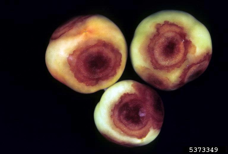 Pritlehna trohnoba stebla paradižnika - IVR