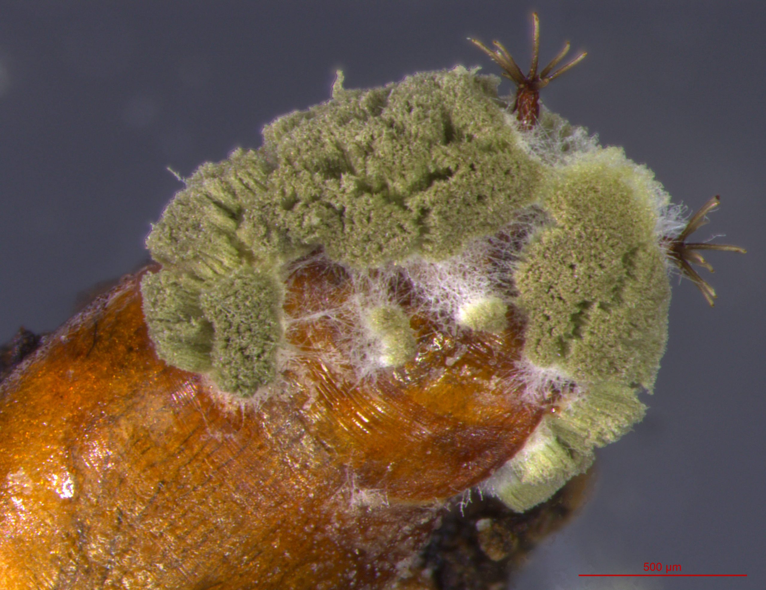 Koristne glive za zatiranje žuželk (entomopatogene glive) - IVR