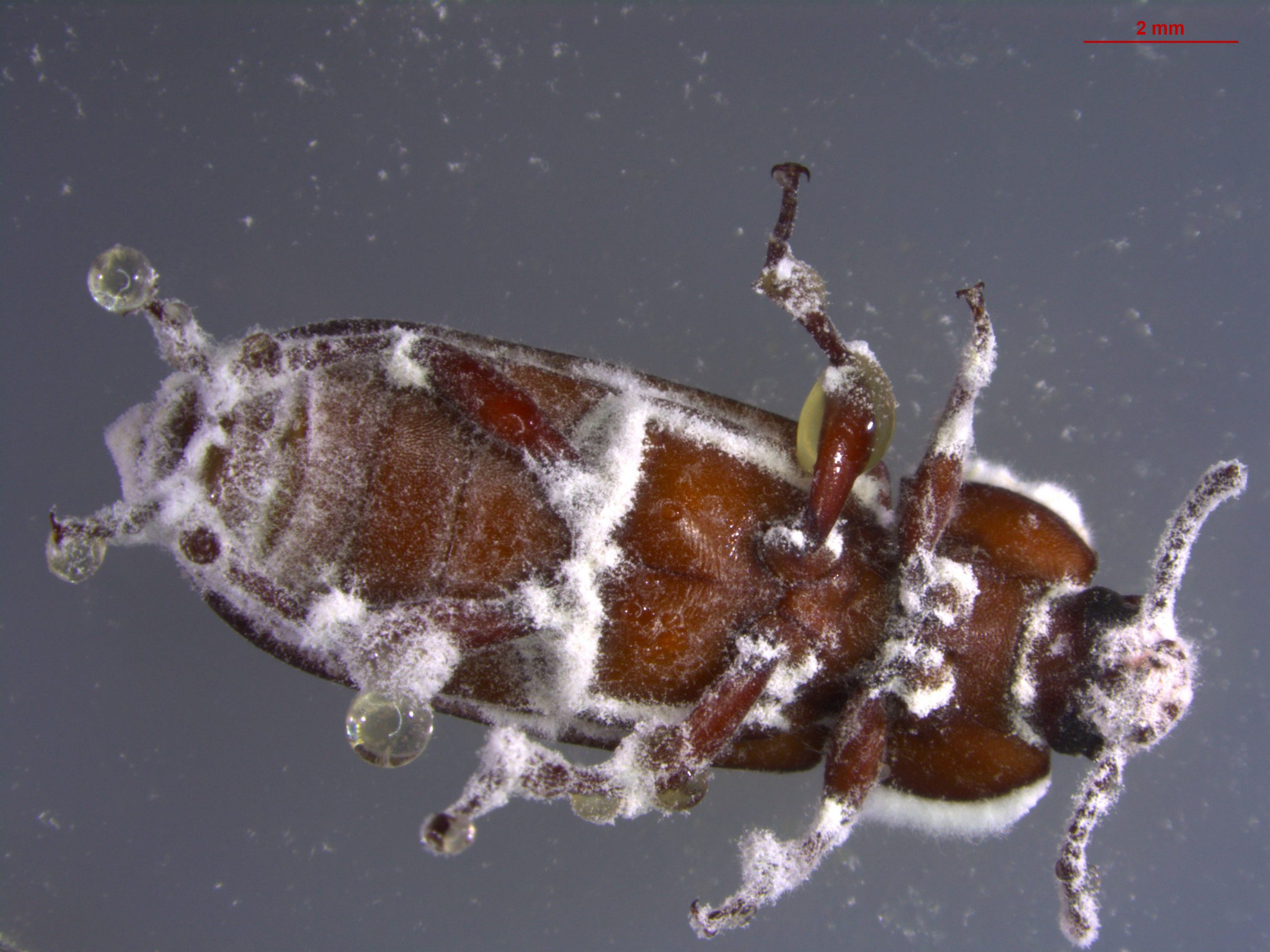 Koristne glive za zatiranje žuželk (entomopatogene glive) - IVR