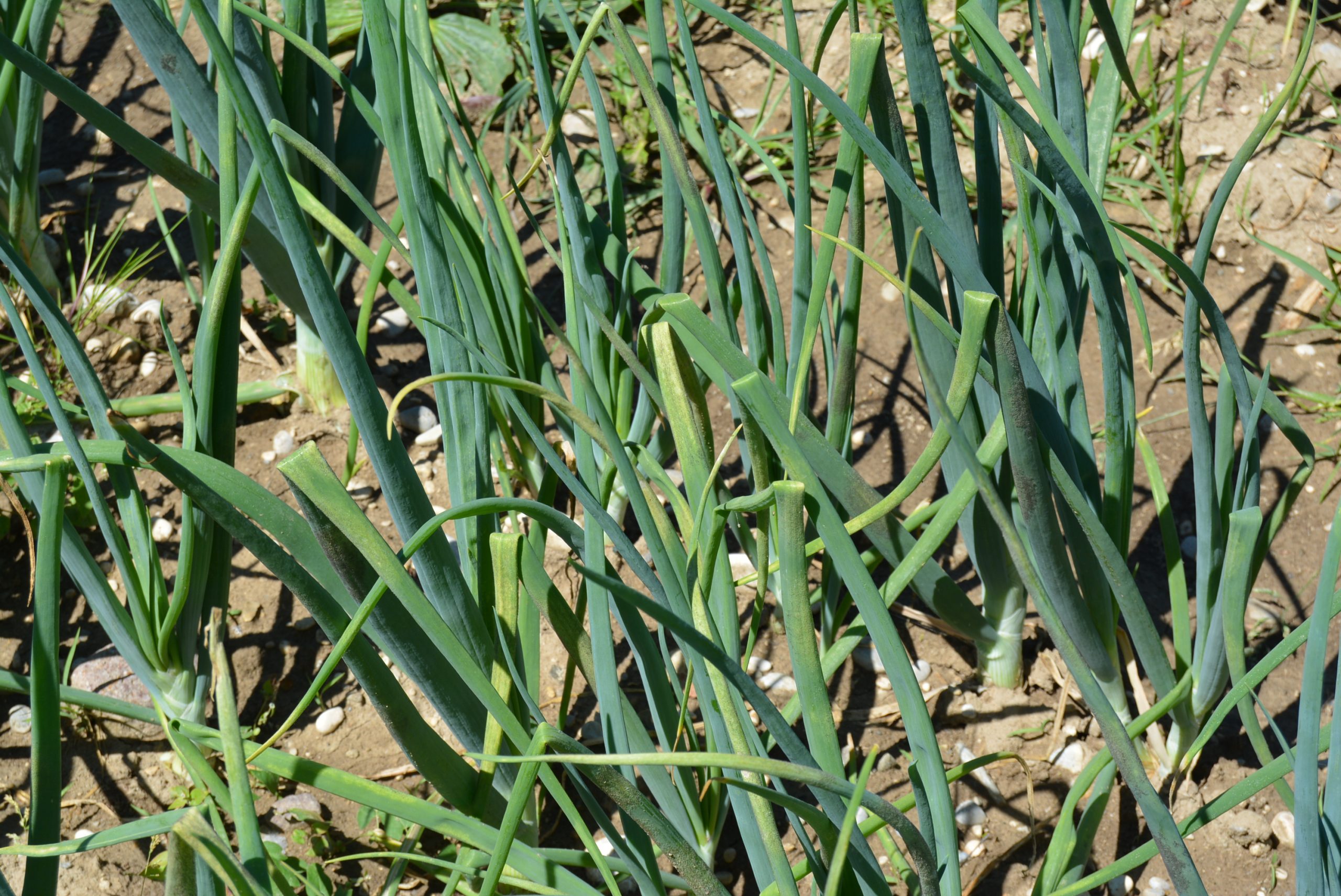 Čebulna plesen - IVR