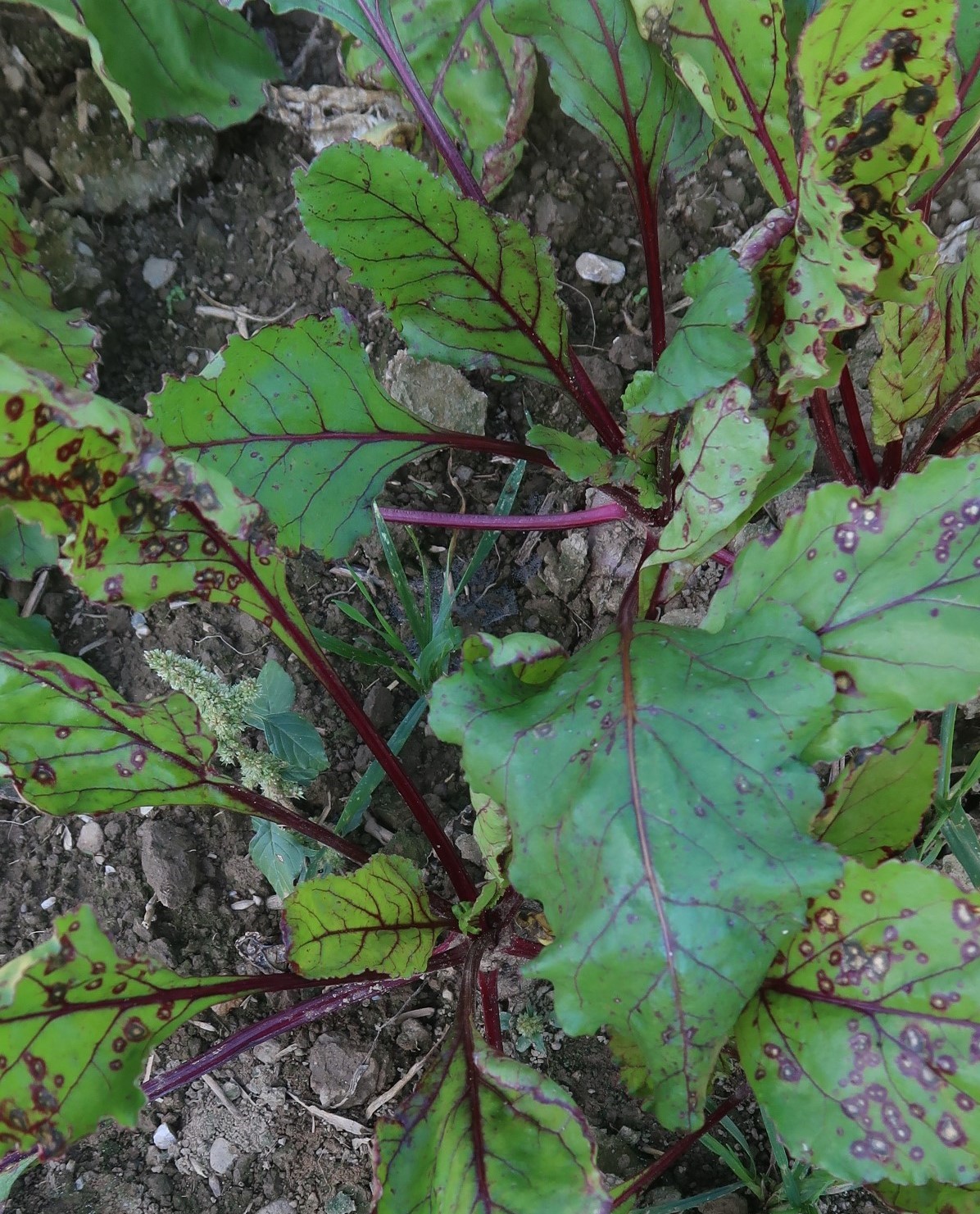 Pesna listna pegavost - IVR